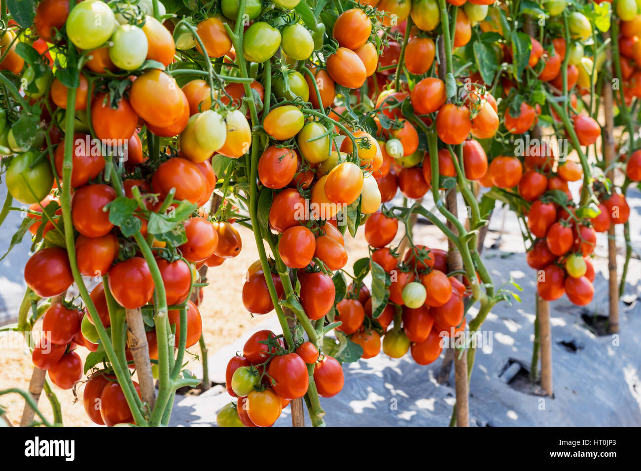 Tomato field hi-res stock photography and images - Alamy