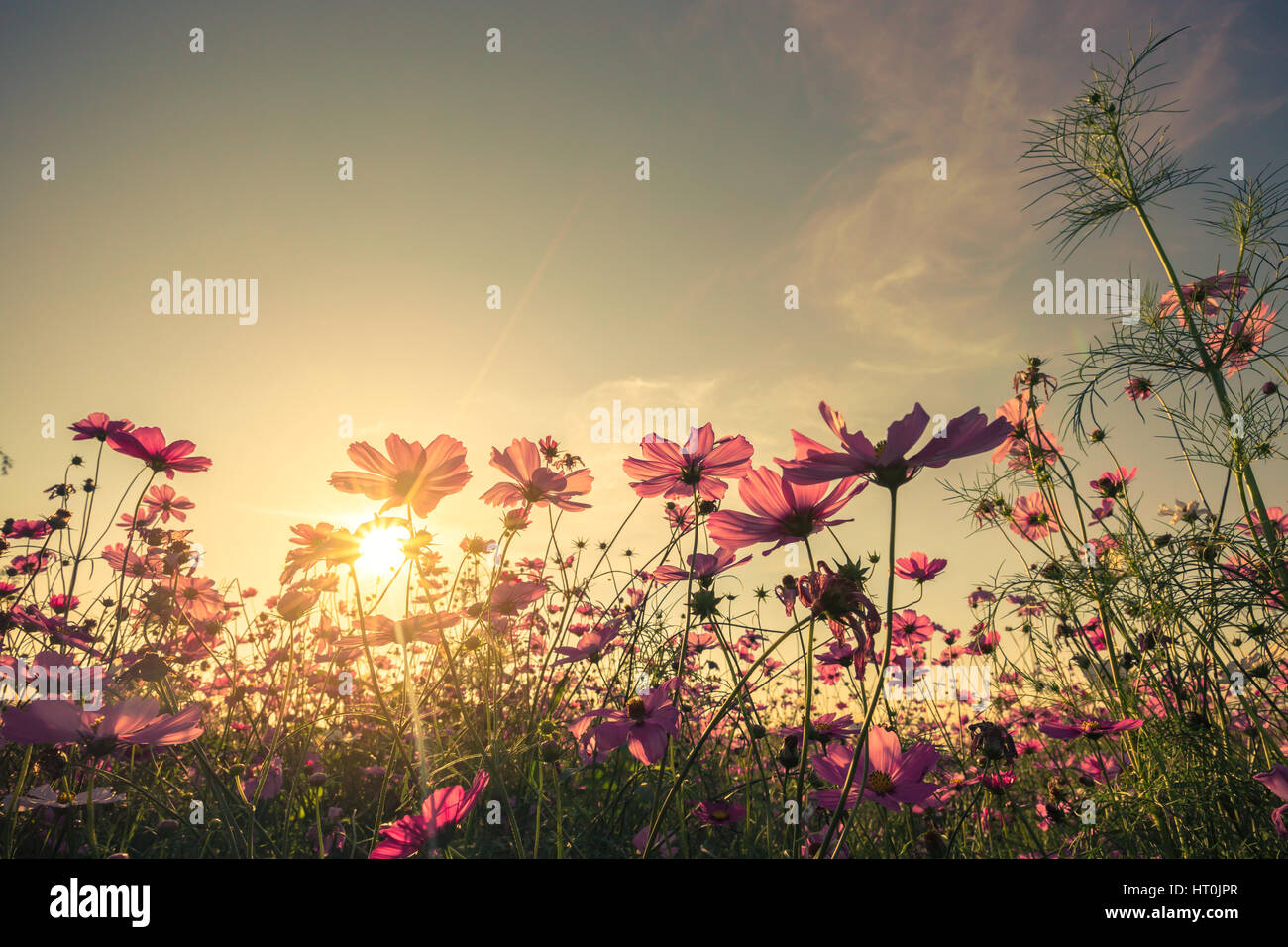 Cosmos flower sunset vintage hi-res stock photography and images - Alamy