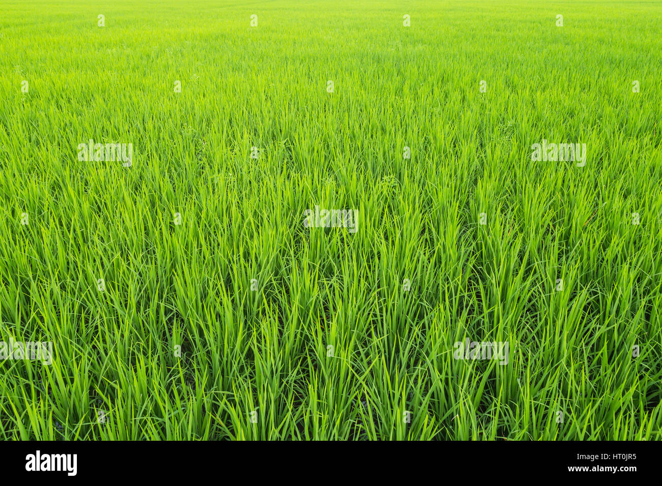 Green rice field for background Stock Photo - Alamy