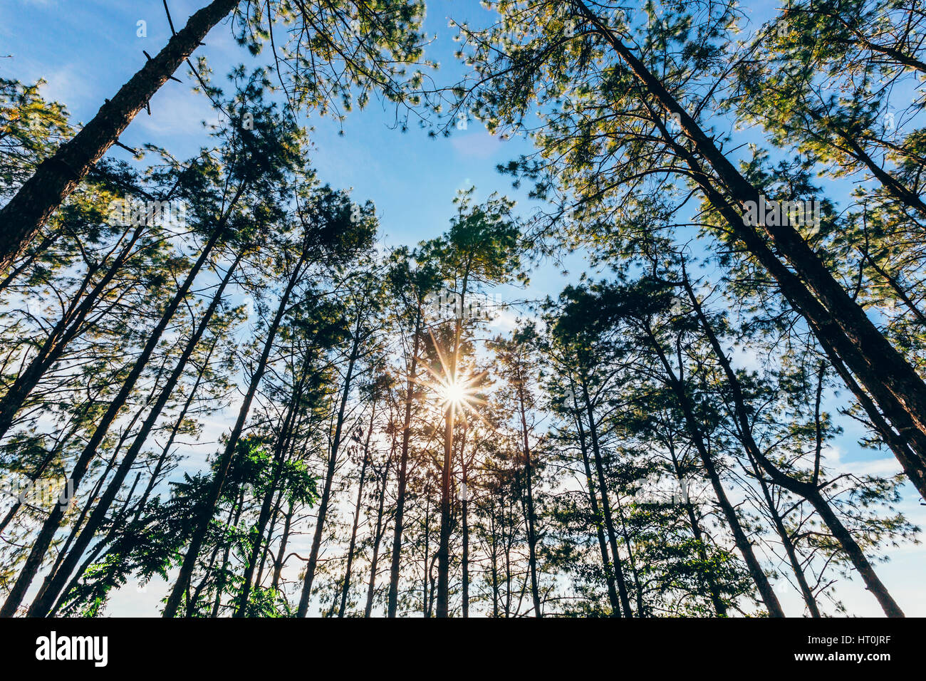 Tree trunks foggy pine forest hi-res stock photography and images - Alamy