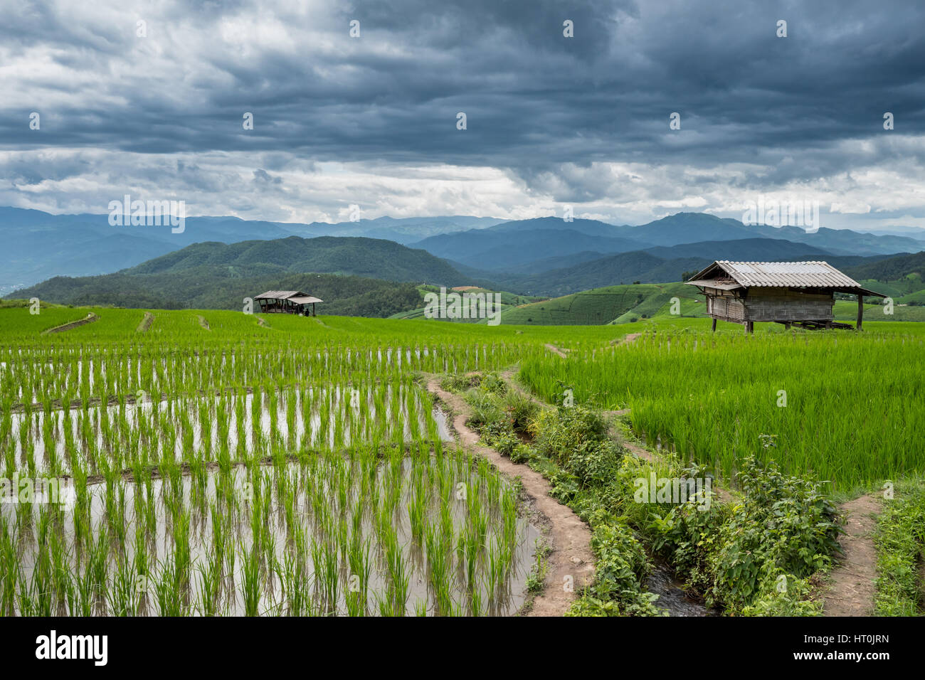 Thailand grow rice hi-res stock photography and images - Alamy