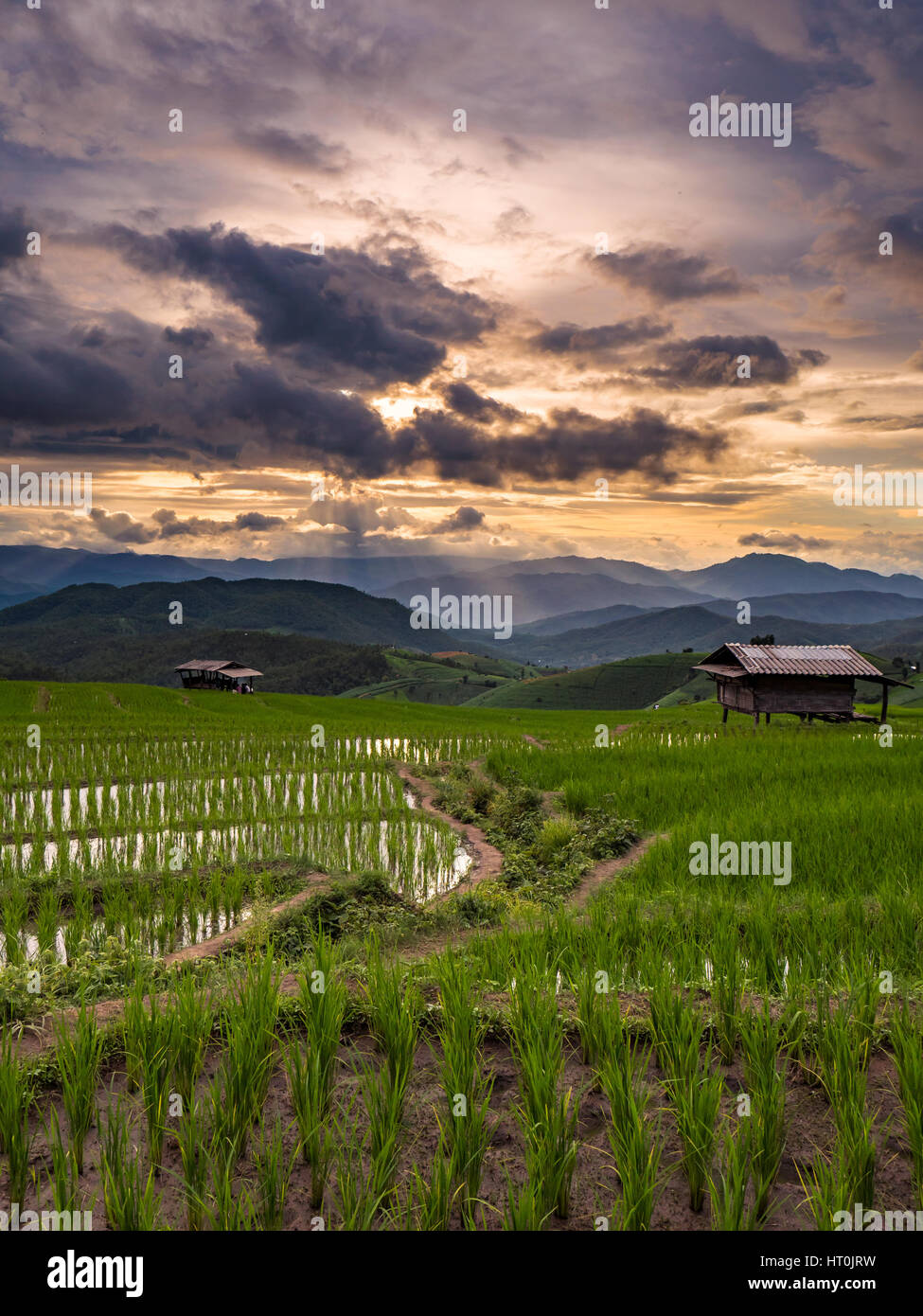 Thailand grow rice hi-res stock photography and images - Alamy