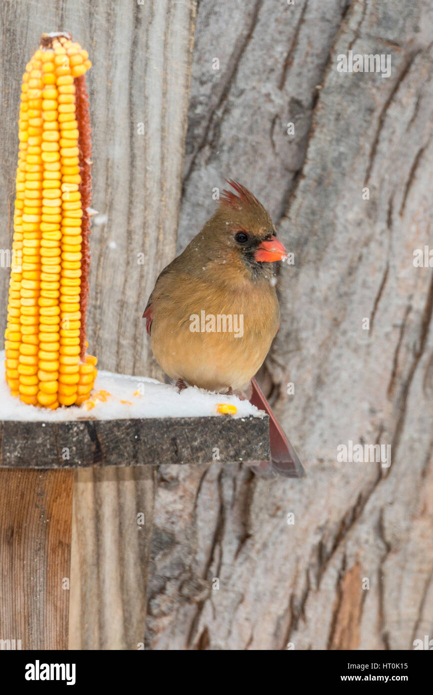 Female Northern Cardinal sitting on squirrel feeder Stock Photo - Alamy
