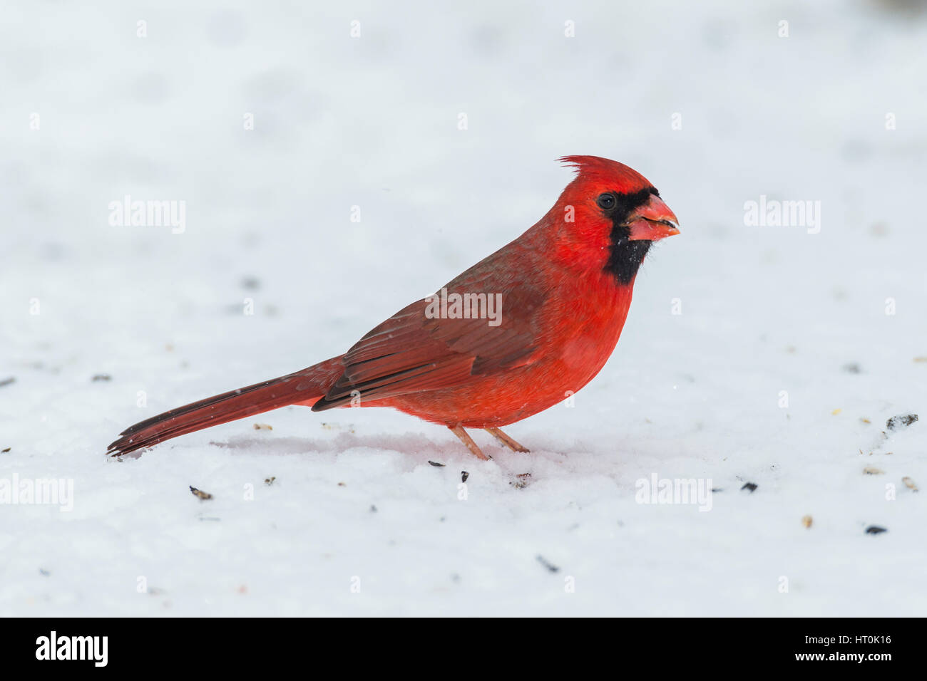 Male Northern Cardinal foraging on snowy ground Stock Photo - Alamy