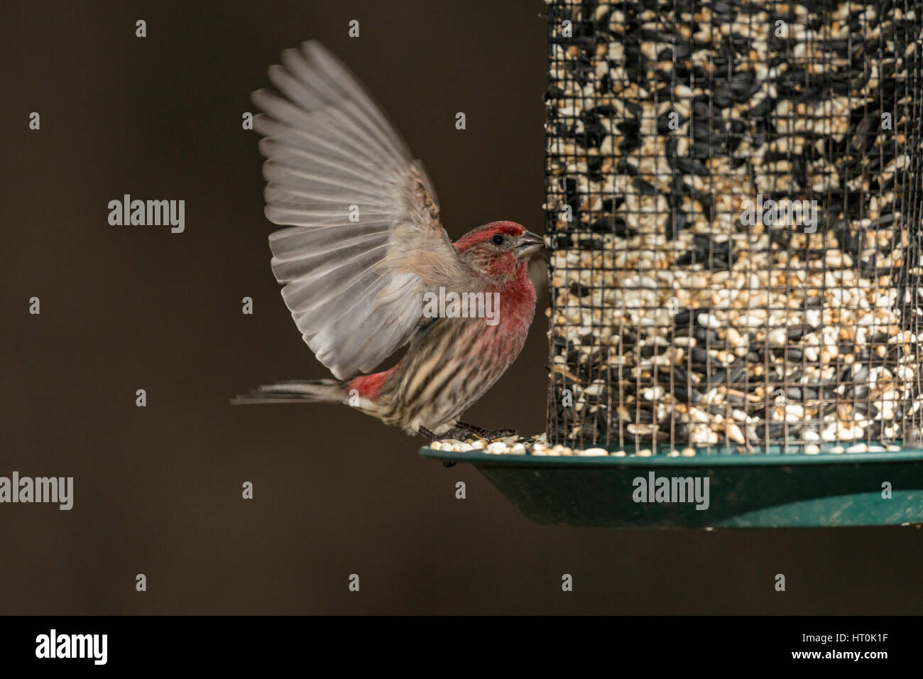 Startle hi-res stock photography and images - Alamy