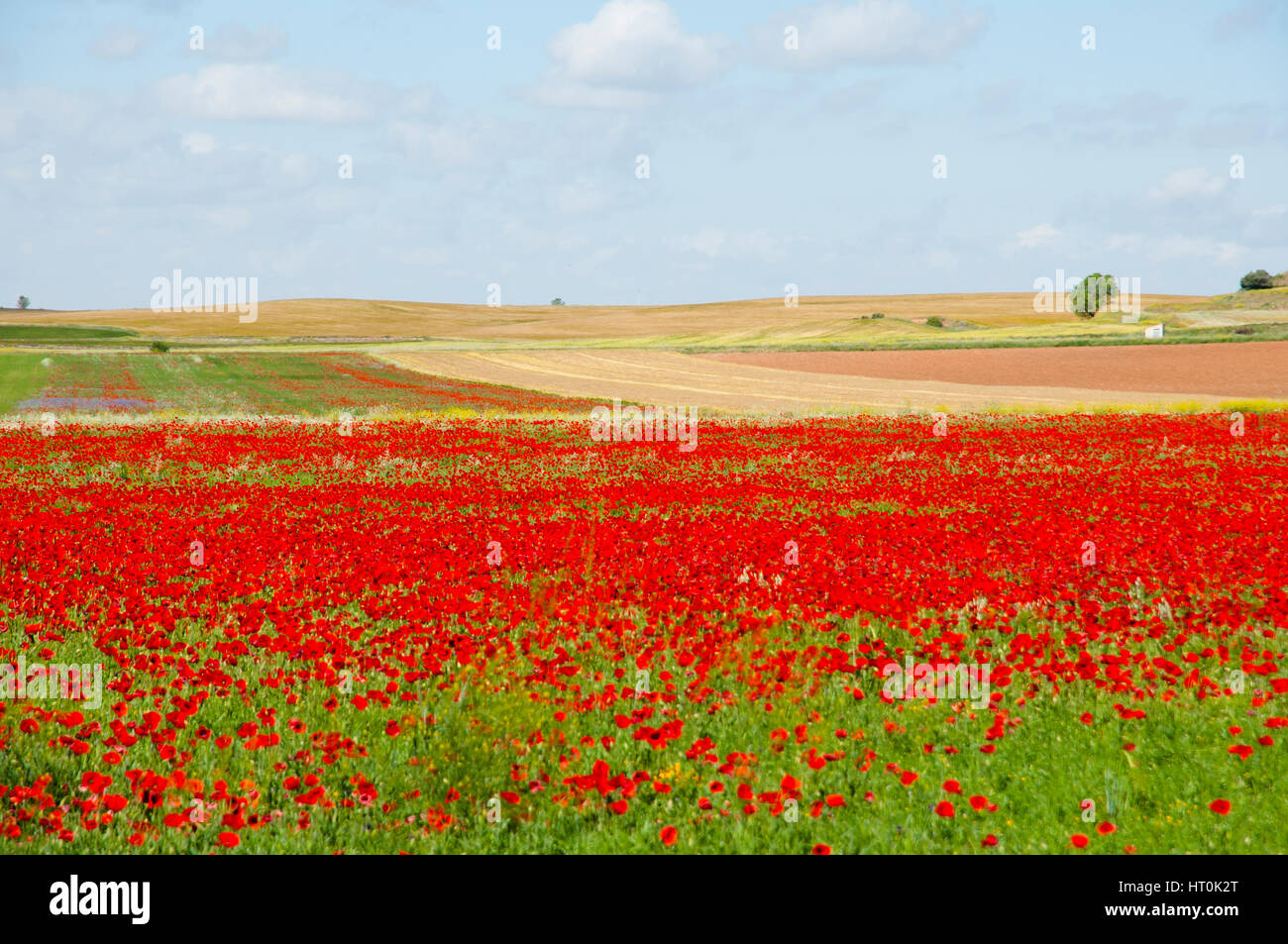 Poppy Field - Spain Stock Photo - Alamy