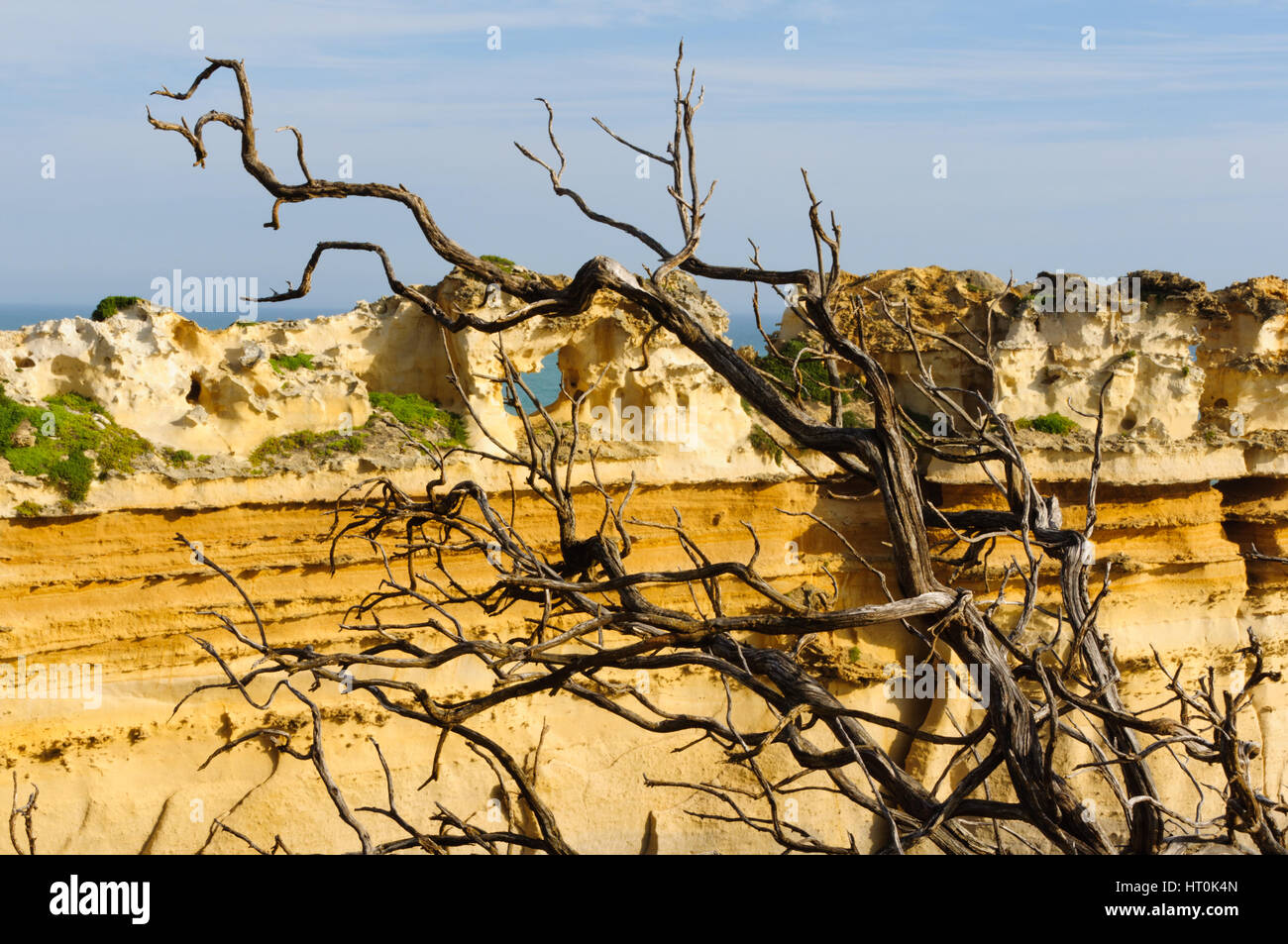 Dead branch in front of the Razorback in the Port Campbell National ...
