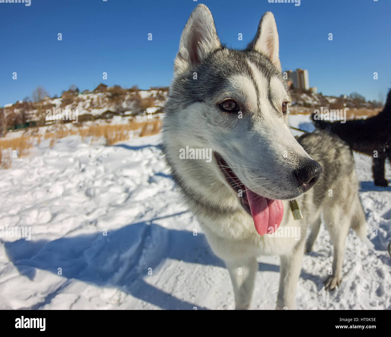 Fish Eye portrait of husky dog muzzle closeup Stock Photo - Alamy