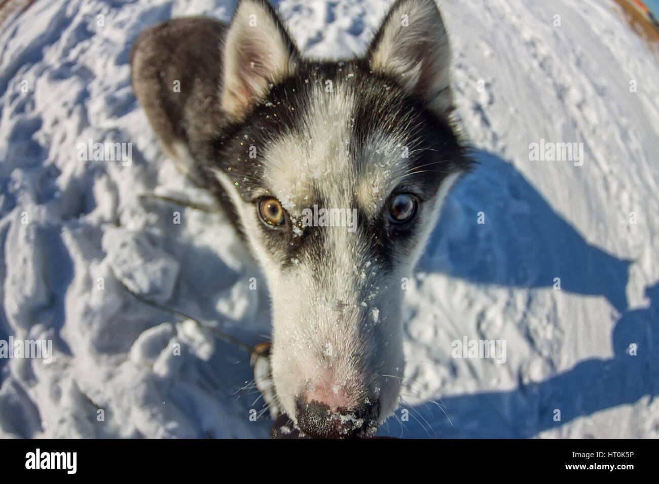 Fish Eye portrait of husky dog muzzle closeup Stock Photo - Alamy