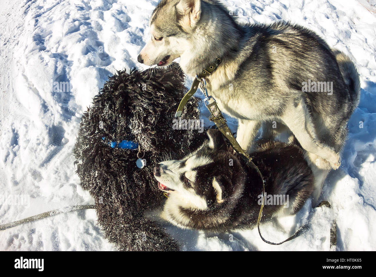 Young Husky and Black Russian Terrier play fighting in snow Stock Photo ...
