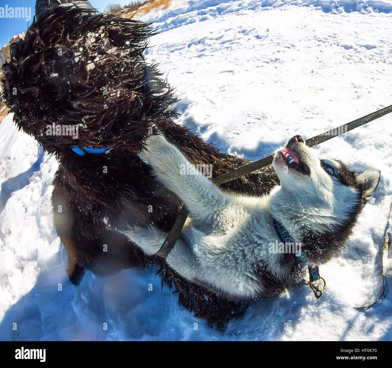 Young Husky and Black Russian Terrier play fighting in snow Stock Photo ...