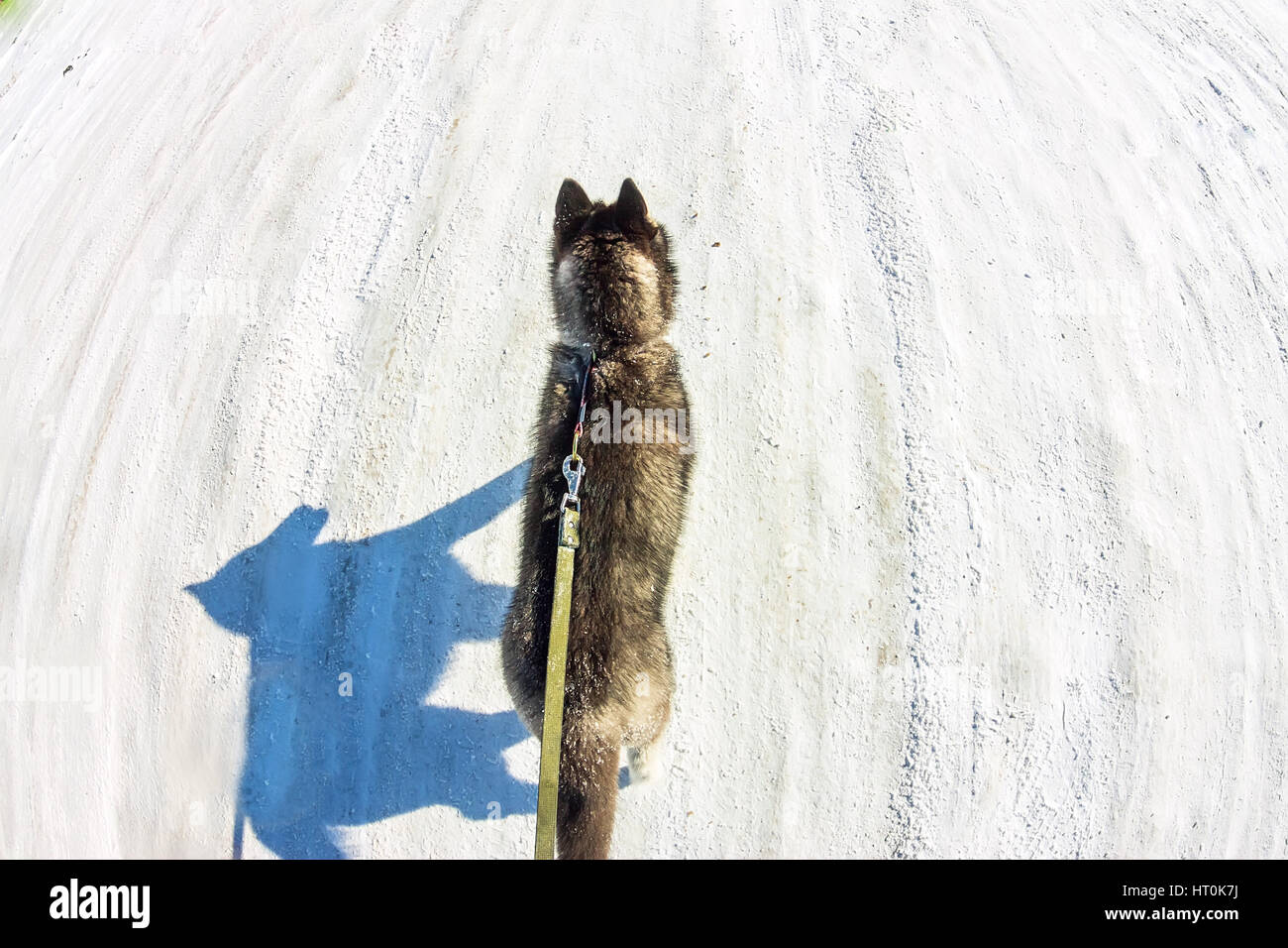 Husky dog aerial hi-res stock photography and images - Alamy