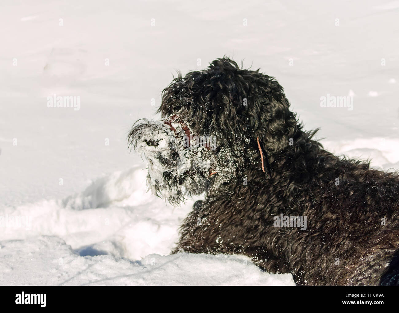 Angry wolfdog hi-res stock photography and images - Alamy