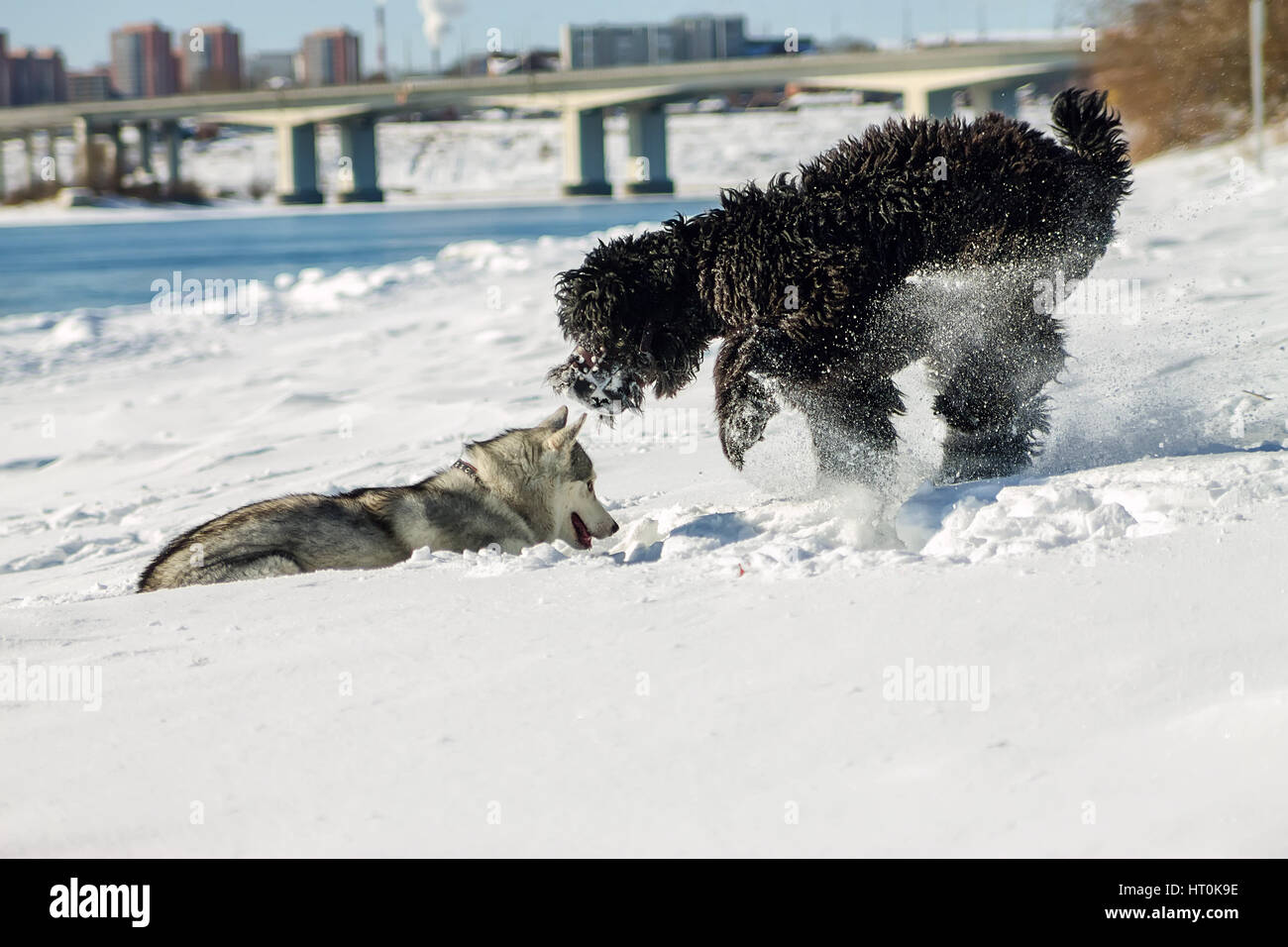 Young Husky and Black Russian Terrier play fighting in snow Stock Photo ...