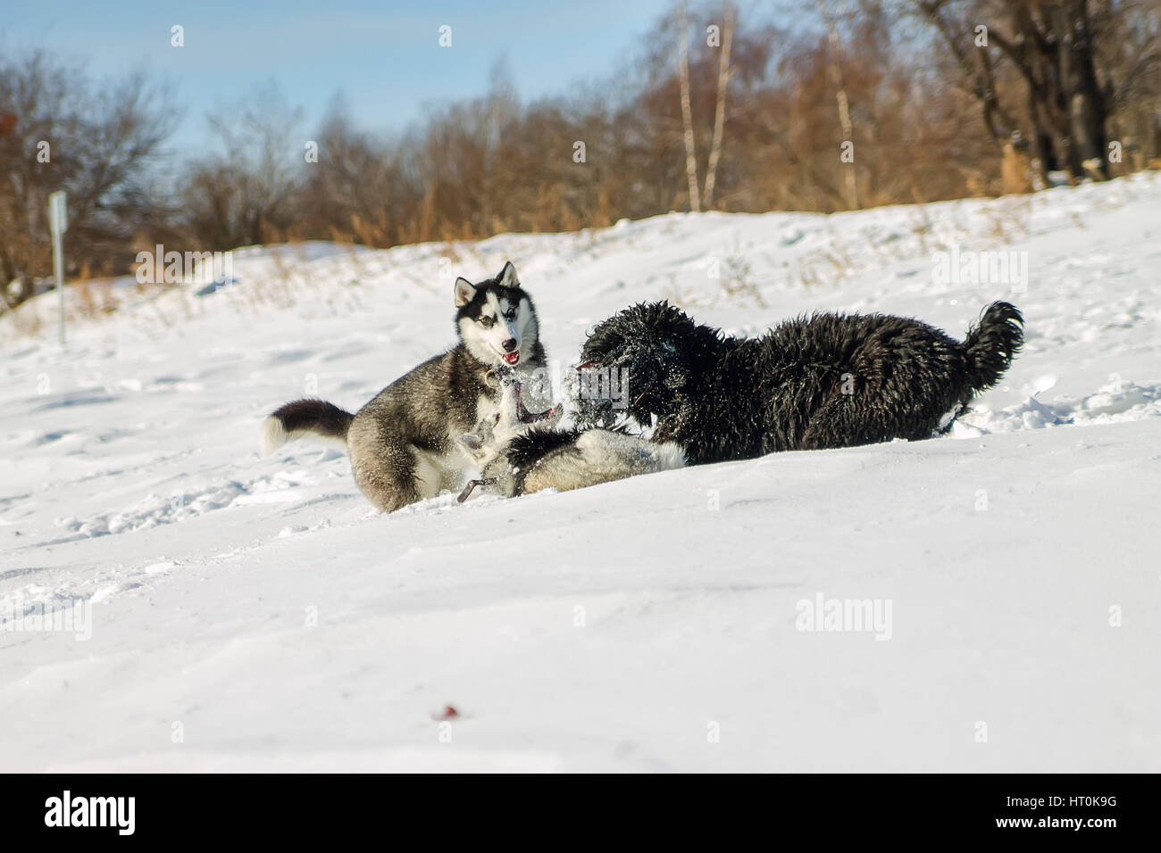 Young Husky and Black Russian Terrier play fighting in snow Stock Photo ...