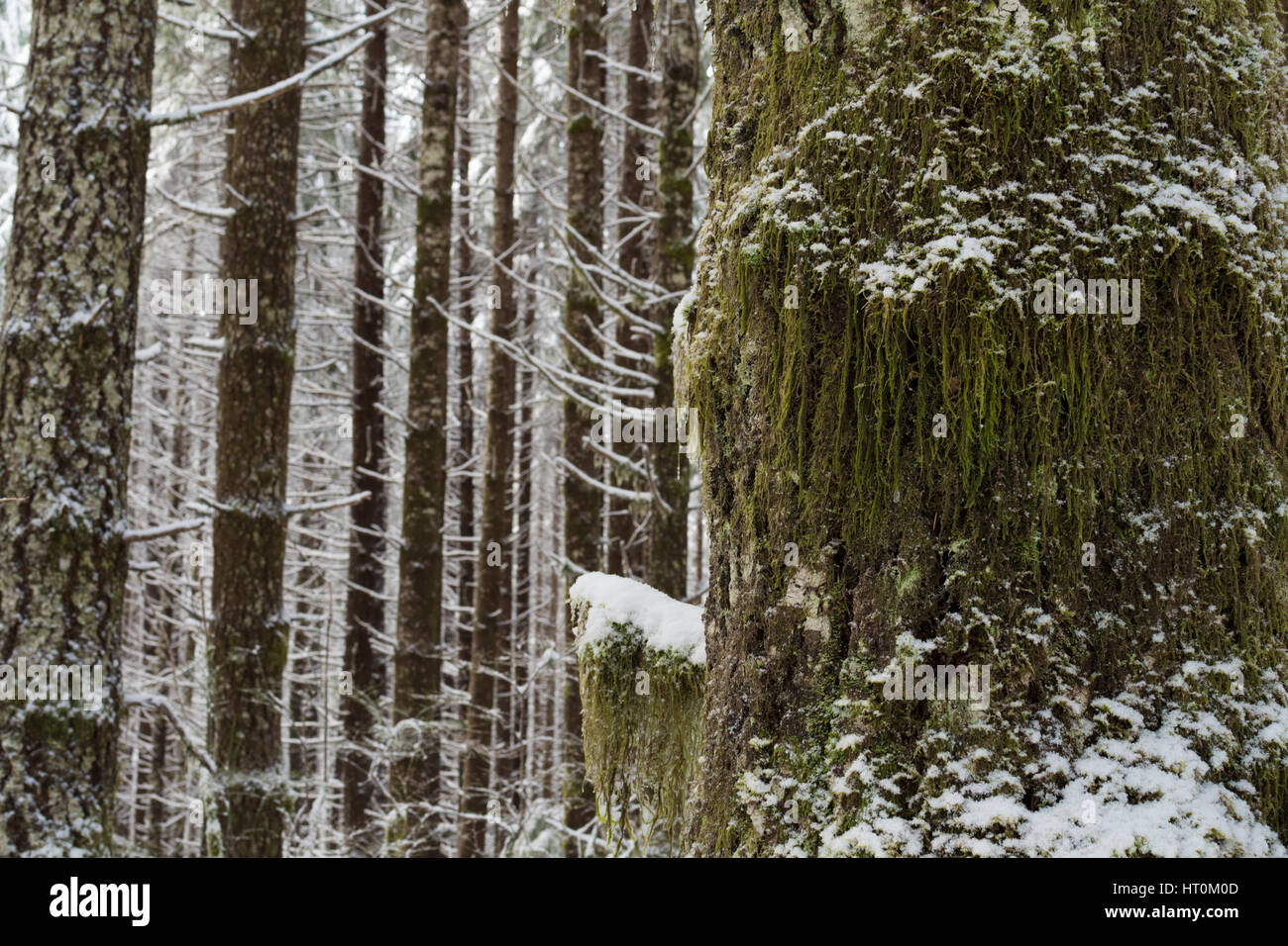 Rainforest temperature hi-res stock photography and images - Alamy
