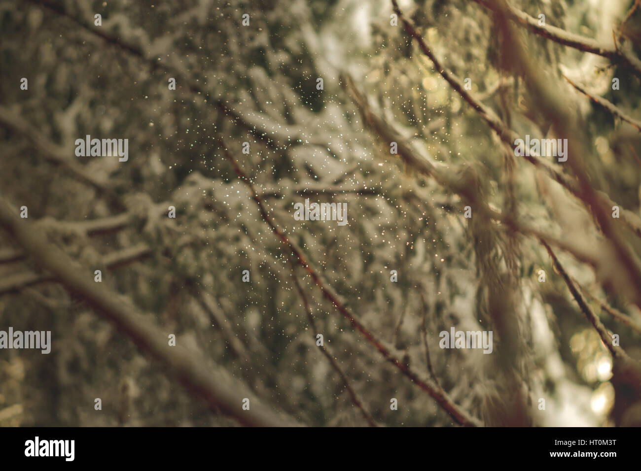 Sundays illuminating falling snowflakes in forest Stock Photo - Alamy