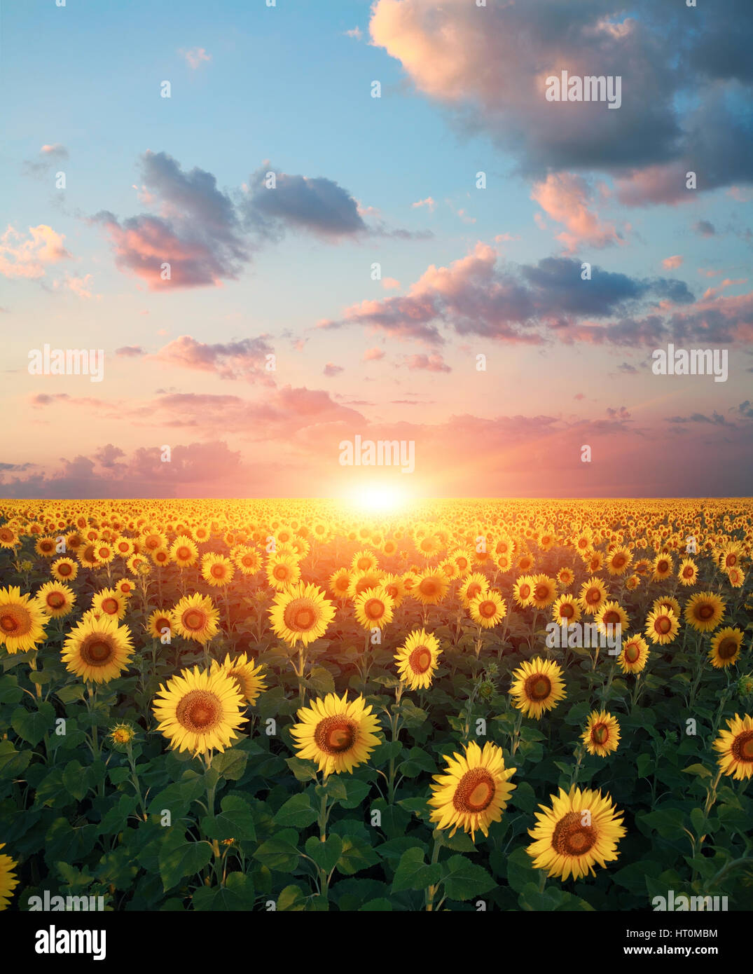 Field of sunflowers on the sunset Stock Photo - Alamy