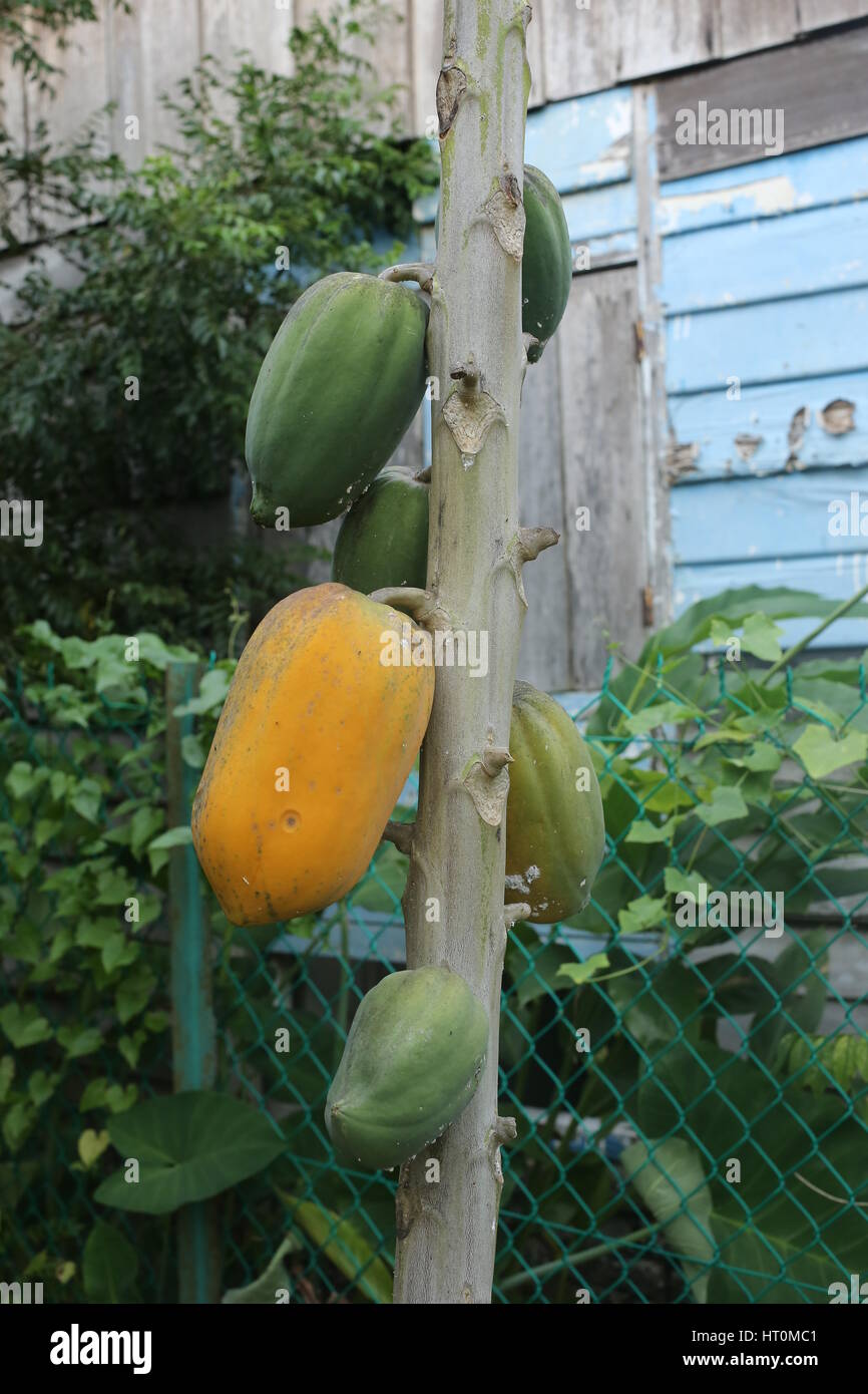 Papaya on the tree Stock Photo - Alamy