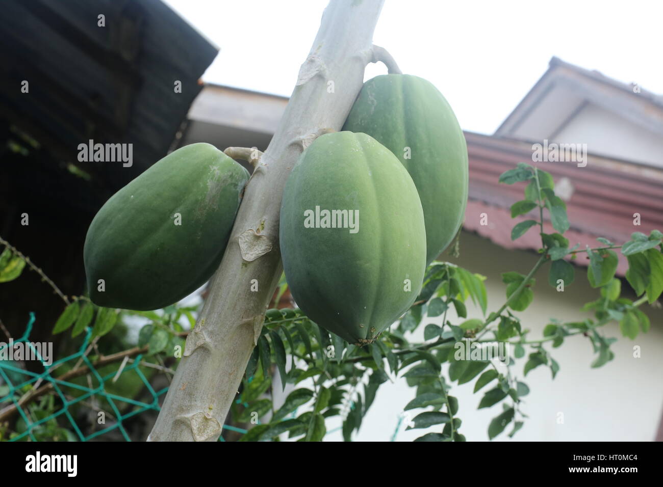 Papaya on the tree Stock Photo - Alamy