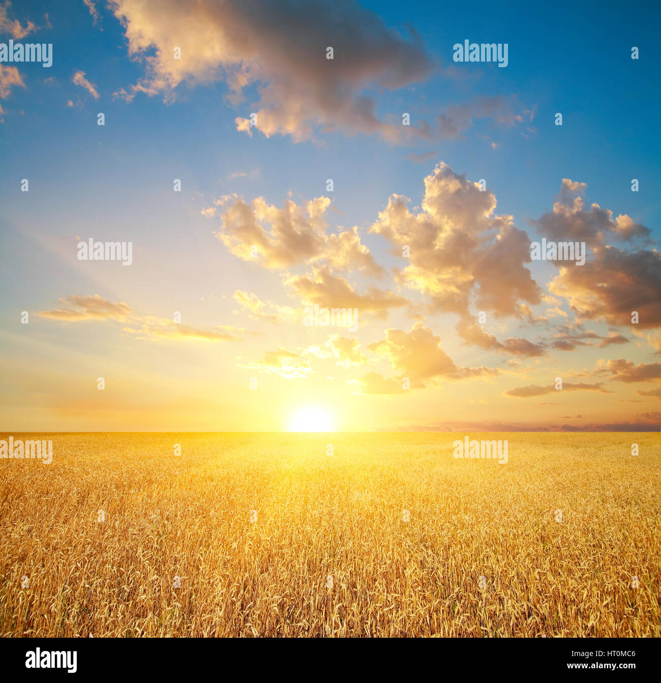 Wheat field at sunset hi-res stock photography and images - Alamy