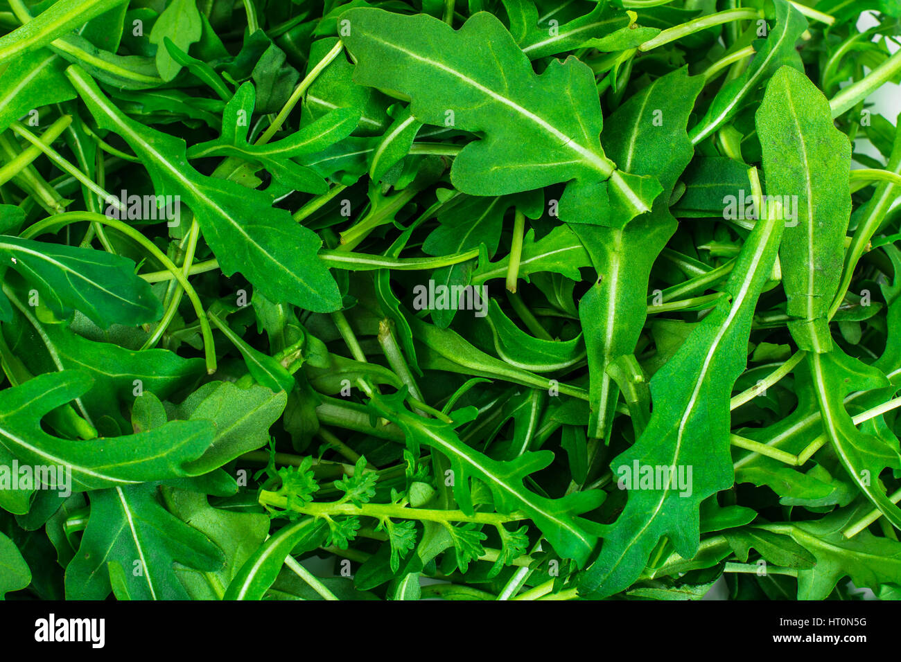 Fresh arugula in plastic container Stock Photo - Alamy