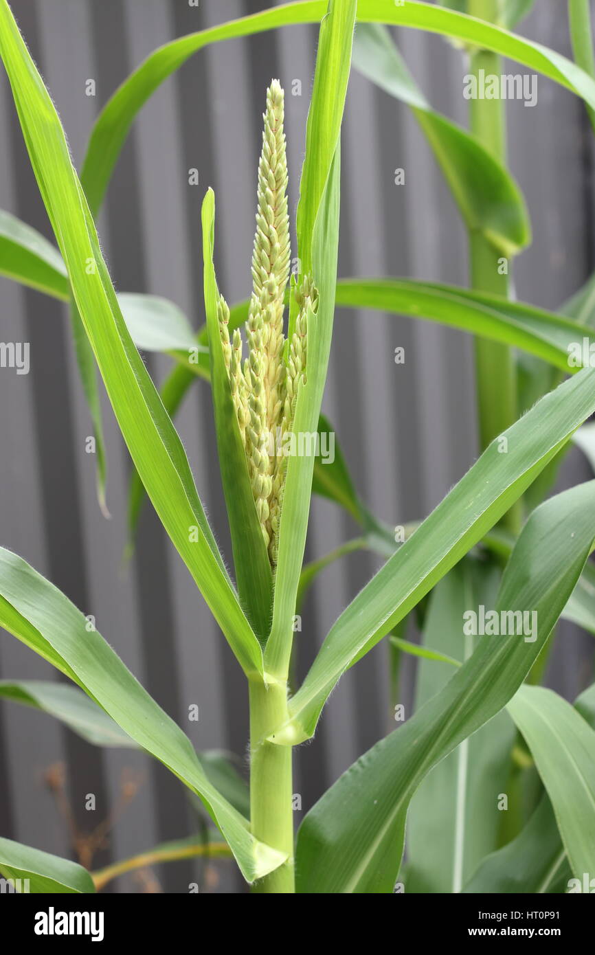 Close up Glass Gem Corn Maize flowers Stock Photo - Alamy
