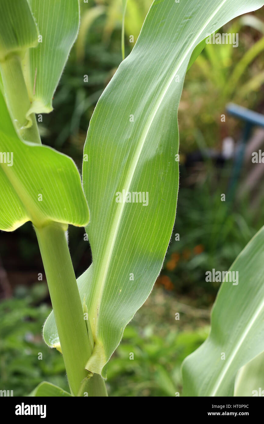 Fresh plants green leaves hi-res stock photography and images - Alamy
