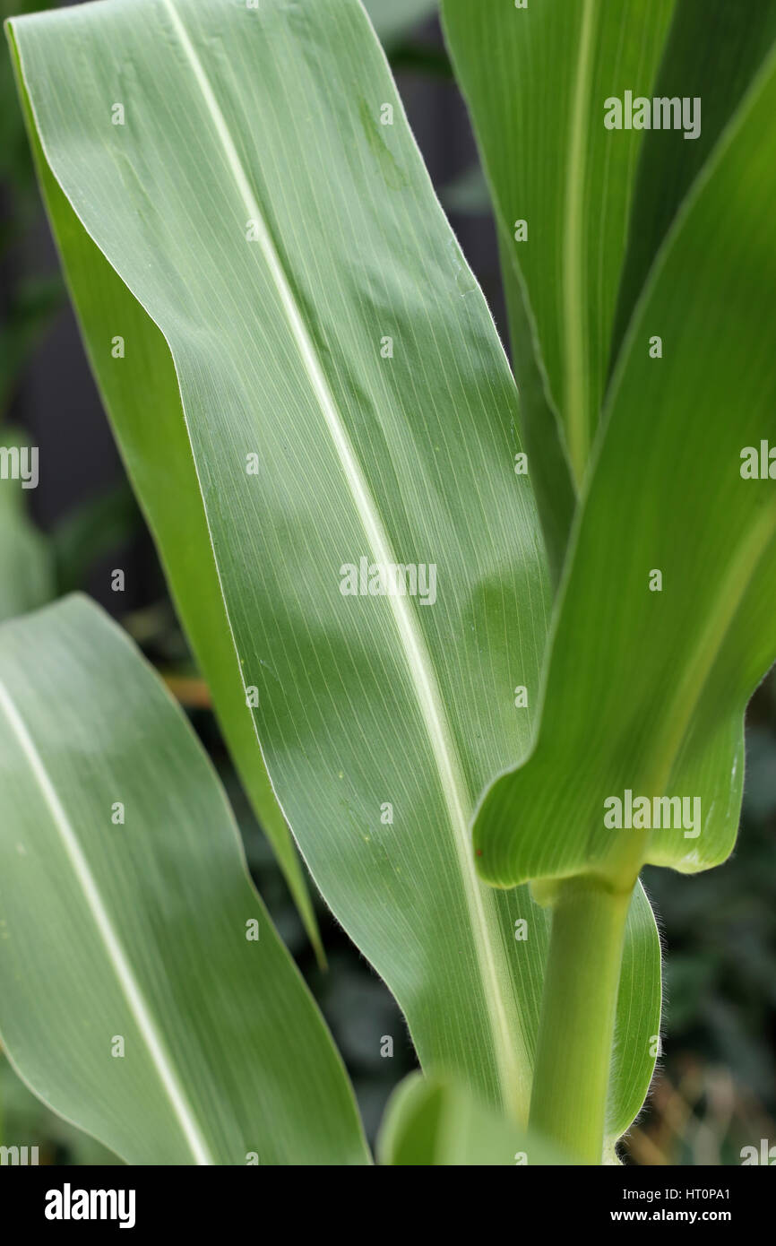 Green leaves australia hi-res stock photography and images - Alamy