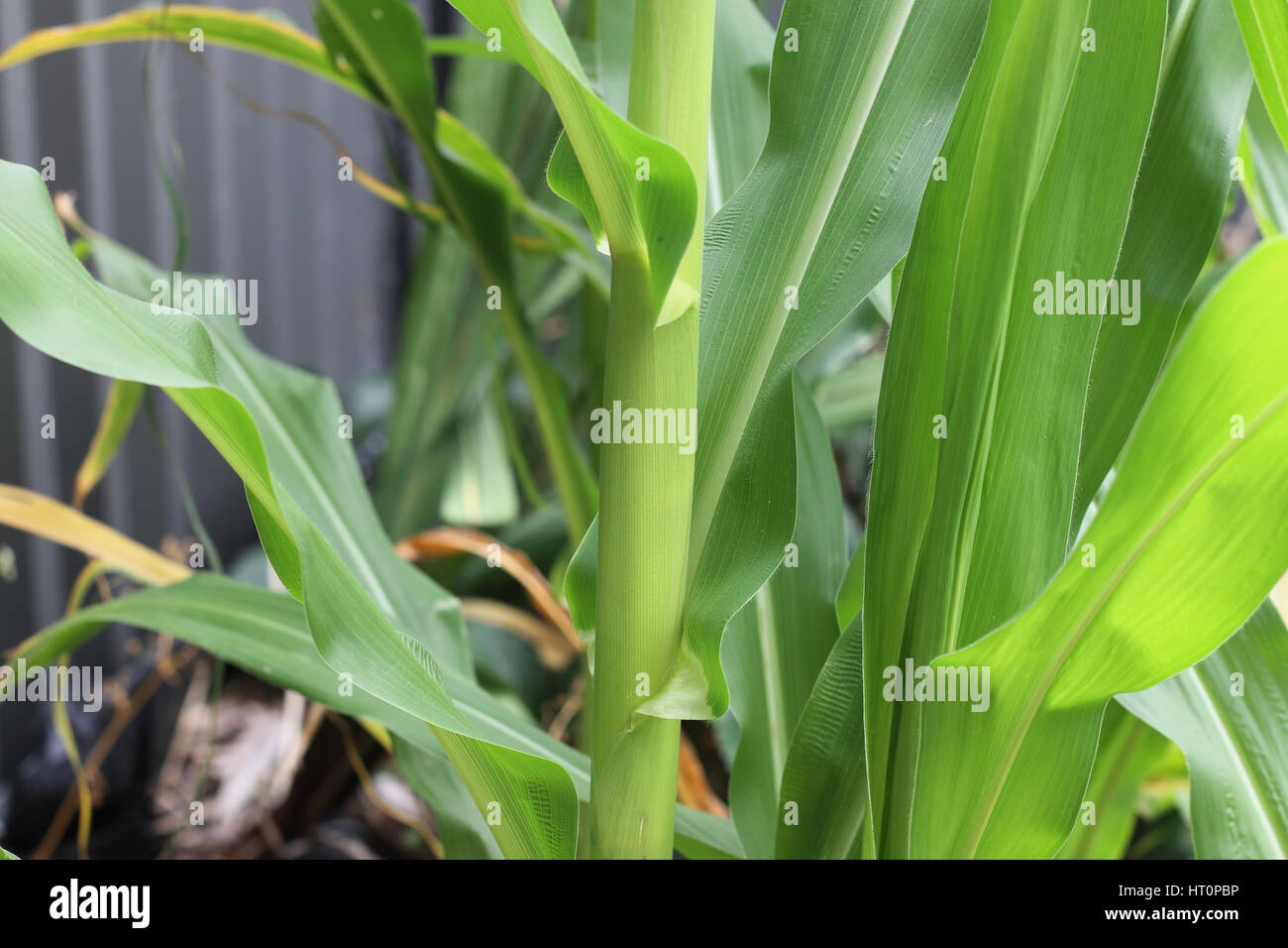 Plant with long stalk and leaves hi-res stock photography and images ...