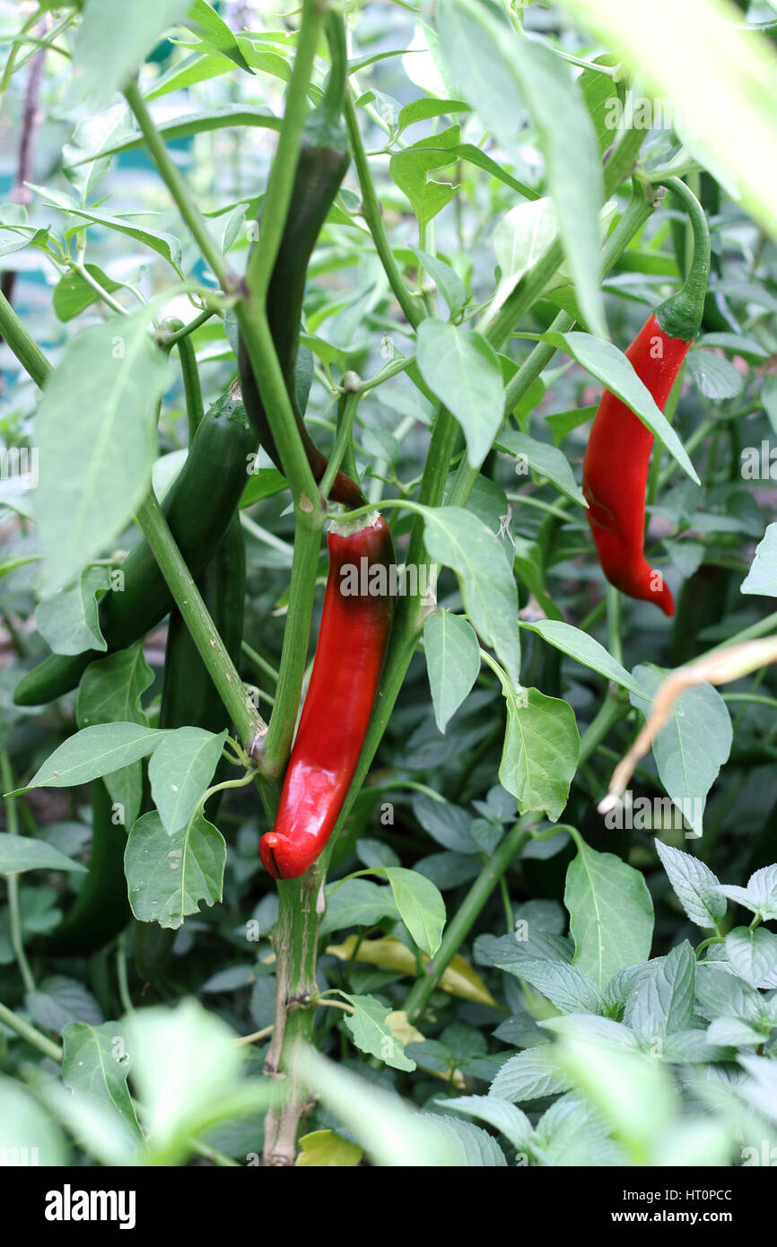 Unripe green chili peppers on hi-res stock photography and images - Alamy