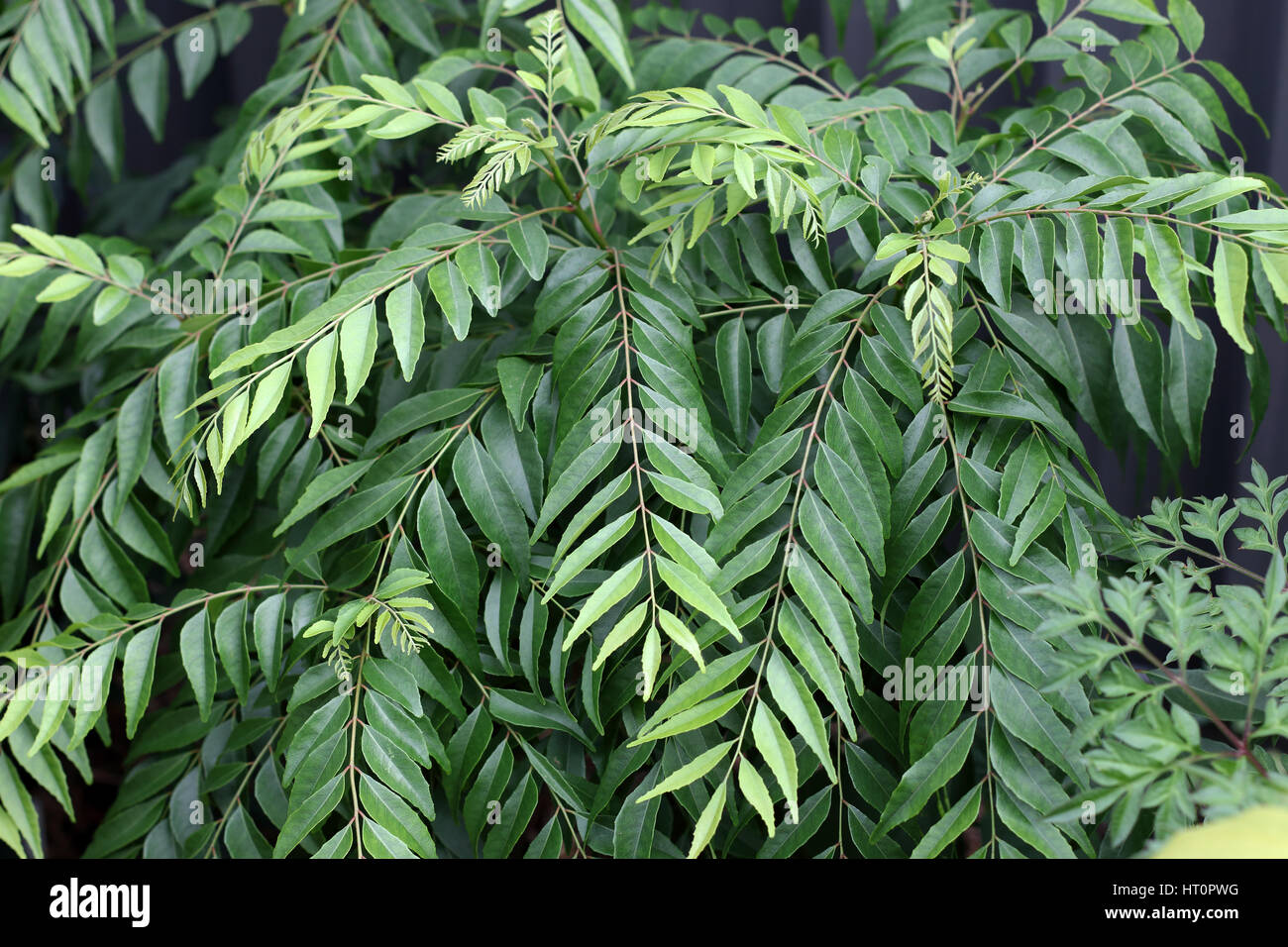 Planting Curry Tree Stock Photos & Planting Curry Tree Stock Images - Alamy
