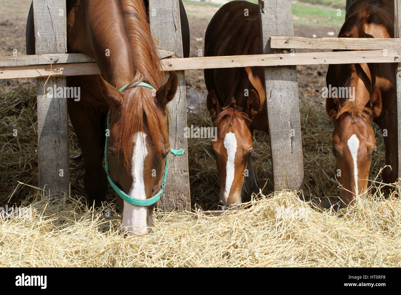 Mares and foals eating hay on animal farm Stock Photo - Alamy