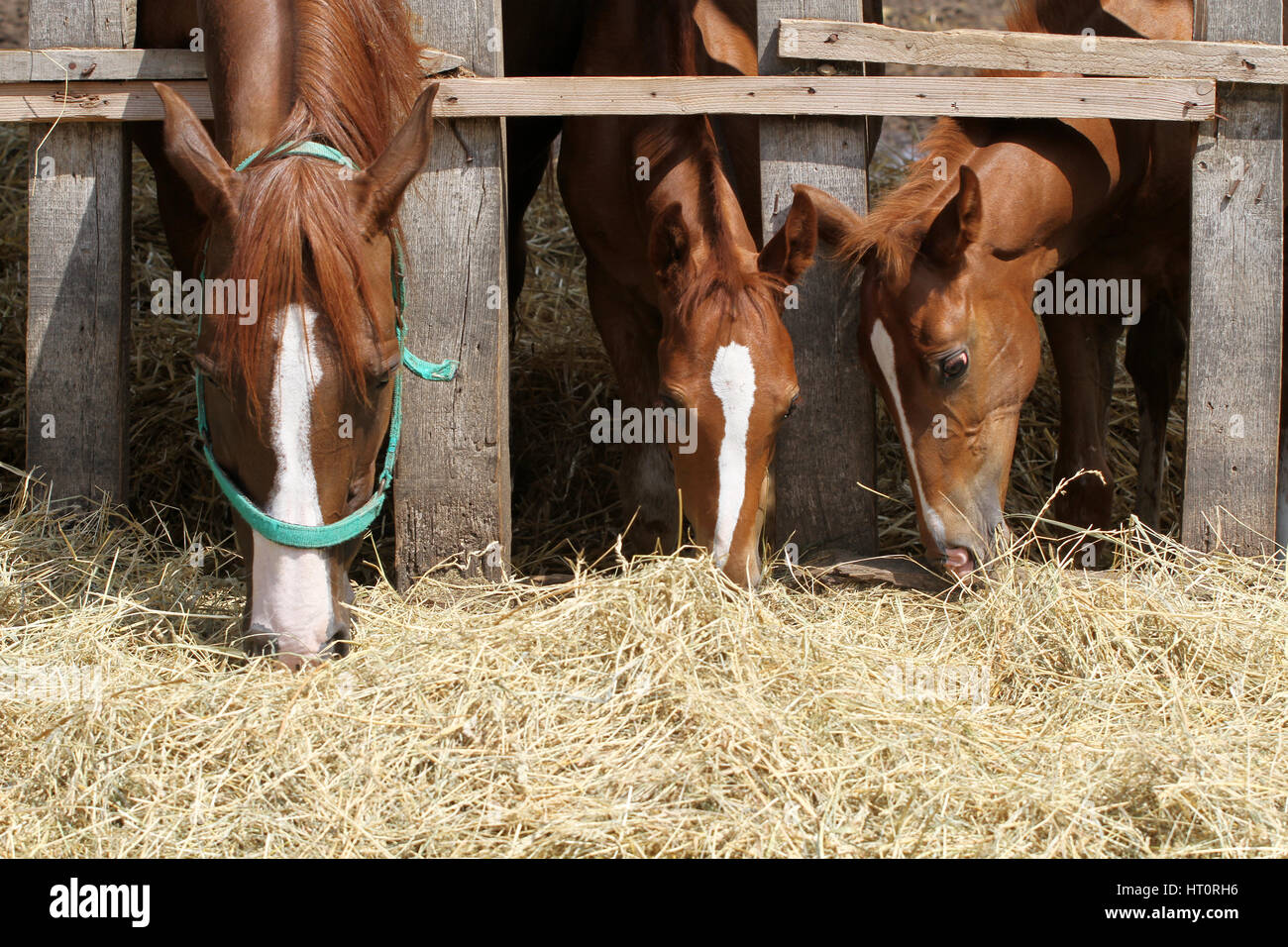 Mares and foals eating hay on animal farm Stock Photo - Alamy