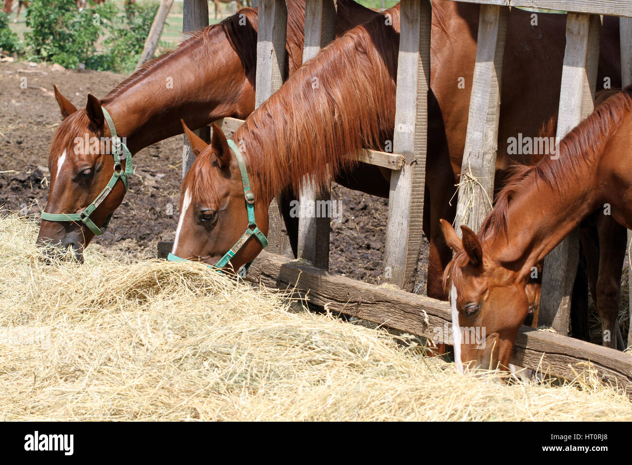 Chestnut mares and foals eating hay on the ranch Stock Photo - Alamy