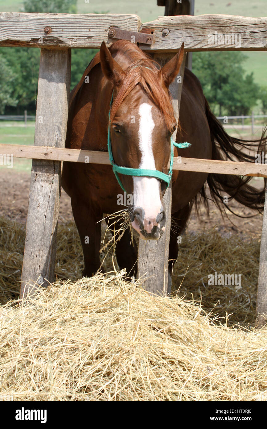 Thorougbred young horse chewing hay on the ranch Stock Photo - Alamy