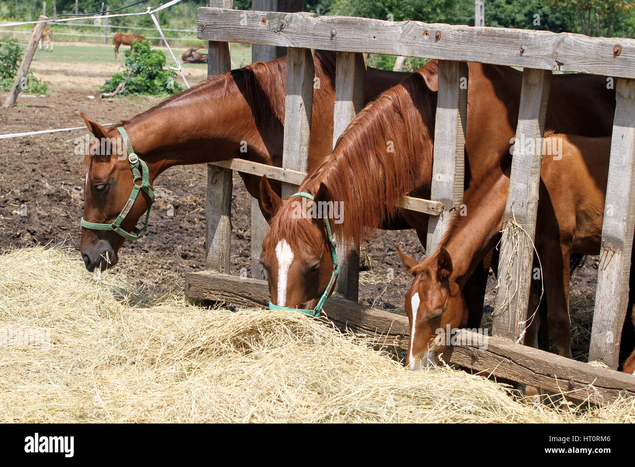 Thorougbred young horses chewing hay on the ranch Stock Photo - Alamy