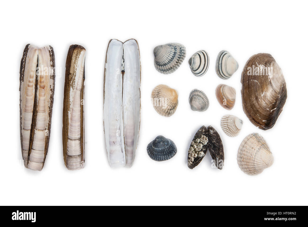 Shellfishes form north sea on white isolated Stock Photo - Alamy