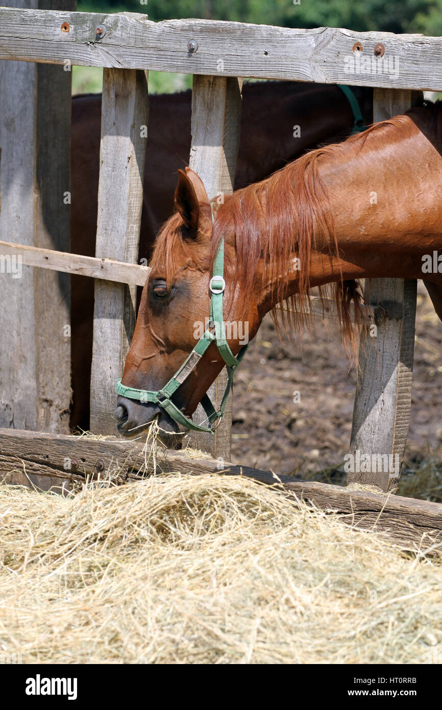 Young horse eating hay on the farm Stock Photo - Alamy