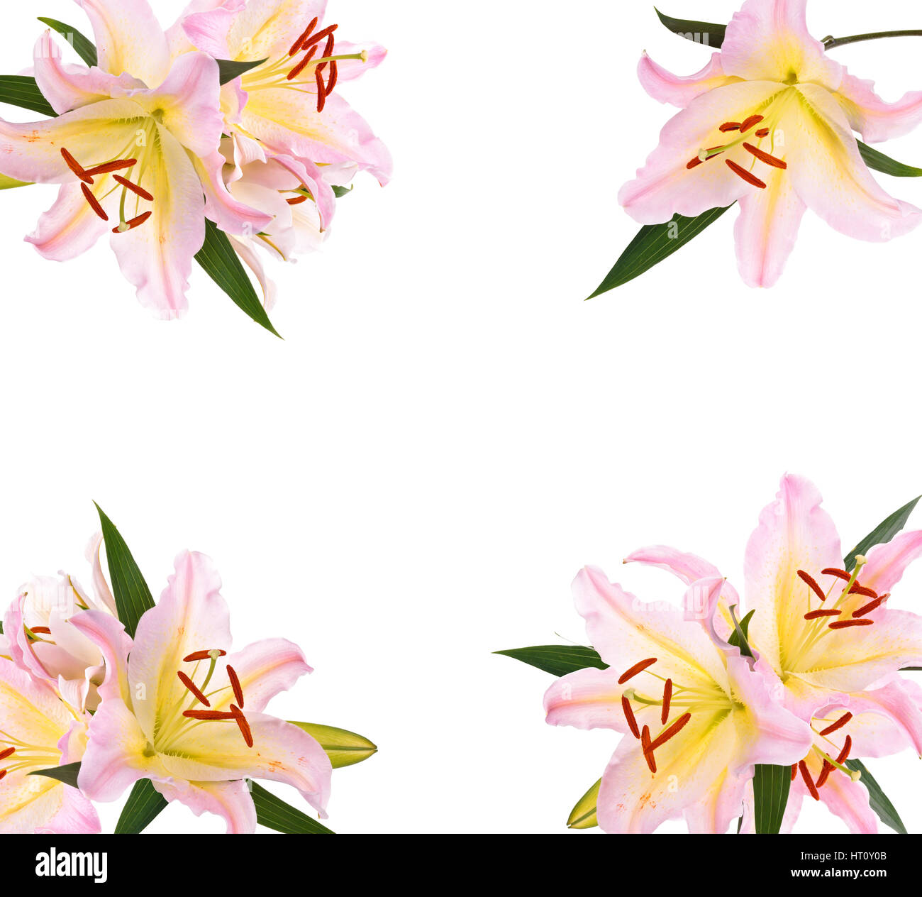 Pink lilies isolated on white hi-res stock photography and images - Alamy