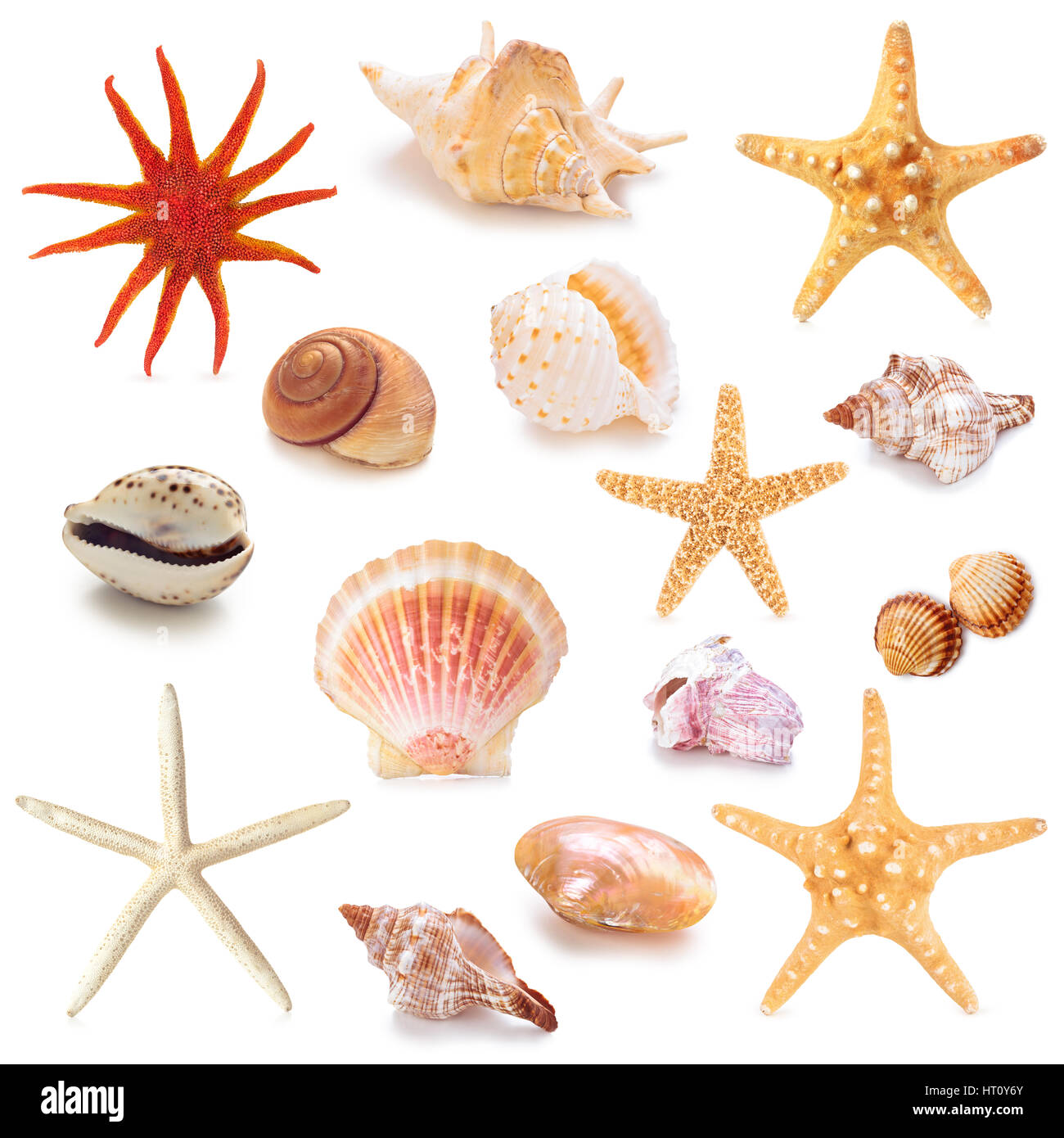 Collection of different seashells . Isolated on white background Stock ...