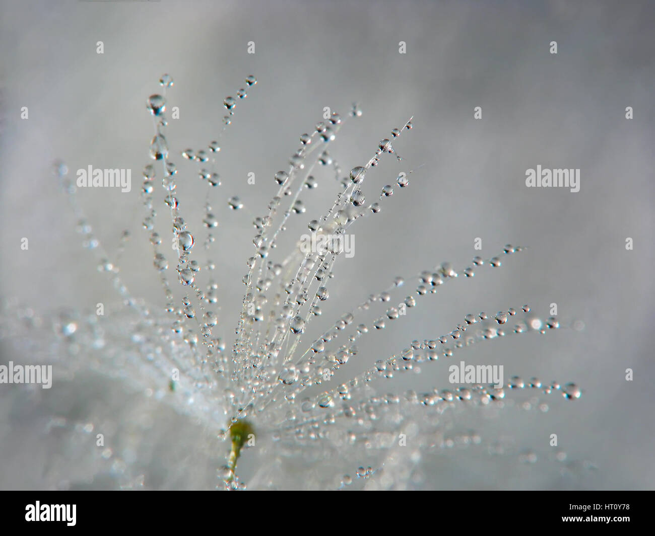 Abstract macro photo of dandelion seed with water drops Stock Photo - Alamy
