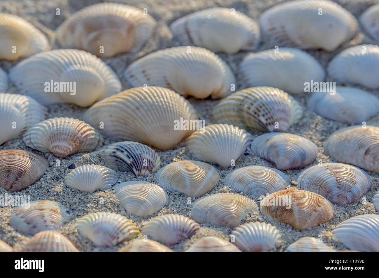 beautiful stacked on sand shell marine clams Stock Photo - Alamy