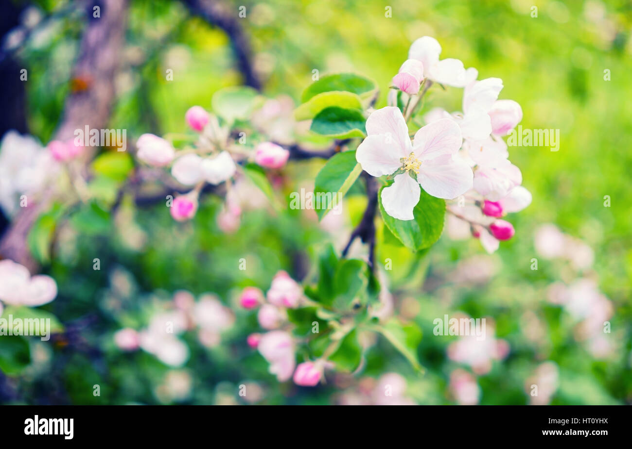 Blooming apple tree Stock Photo - Alamy