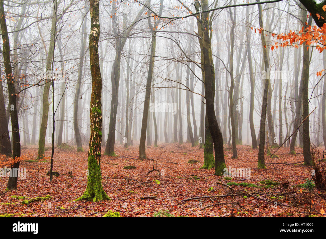 English woodland on a foggy misty January morning Stock Photo - Alamy