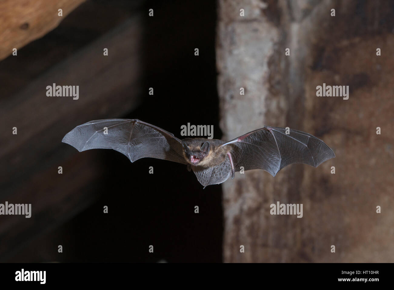 Northern Bat ( Vespertilio nilssoni) flying in an attic in southern ...