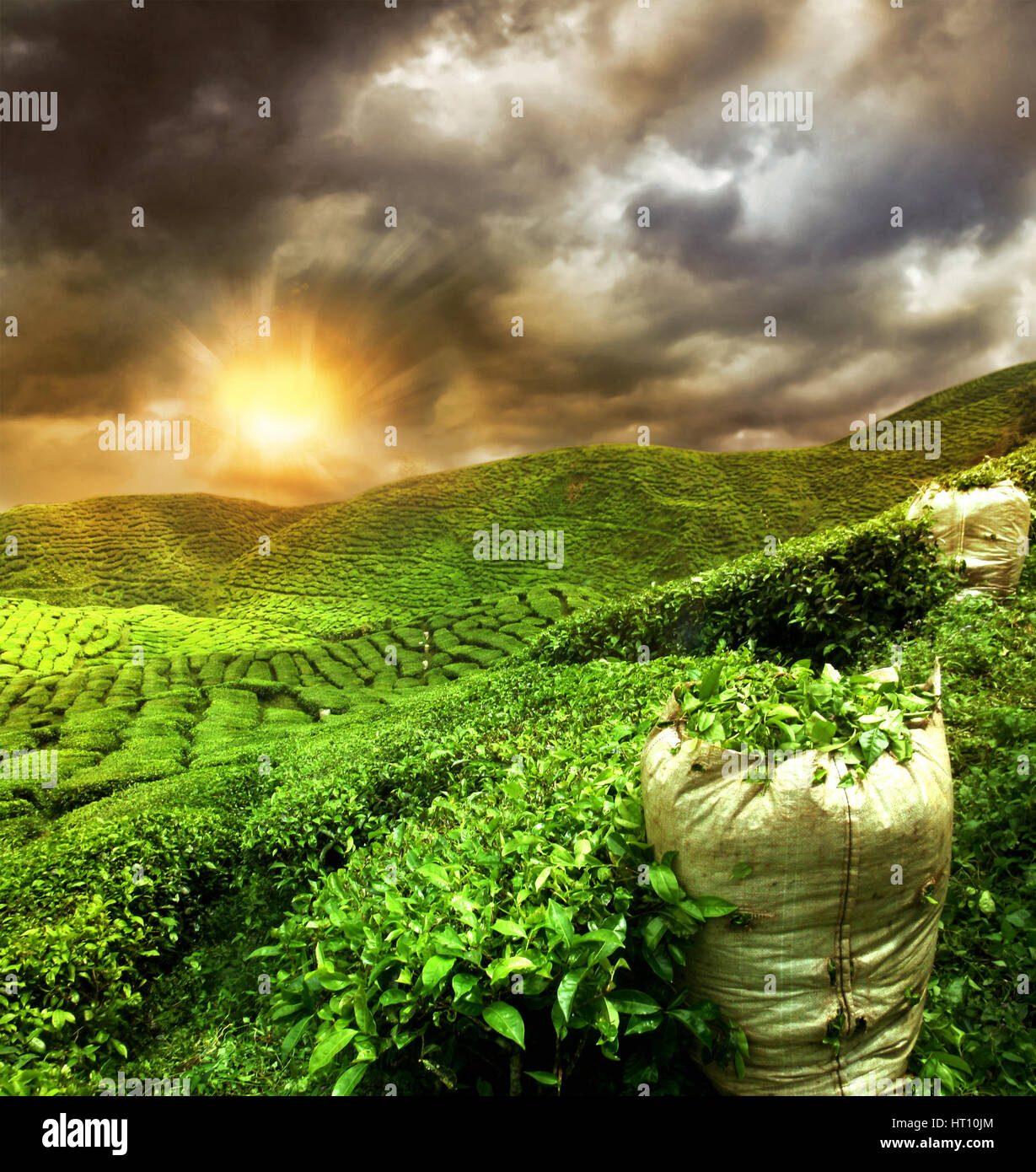 beautiful tea plantation sunset Stock Photo - Alamy