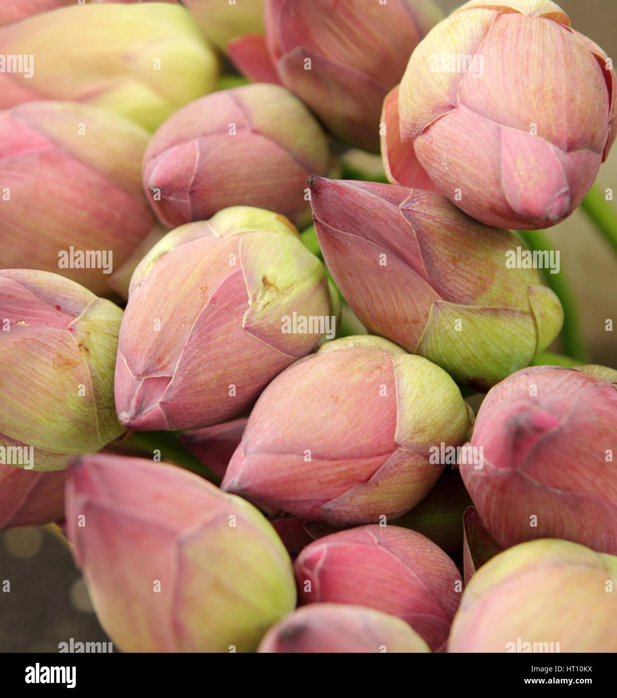 Lotus buds hi-res stock photography and images - Alamy