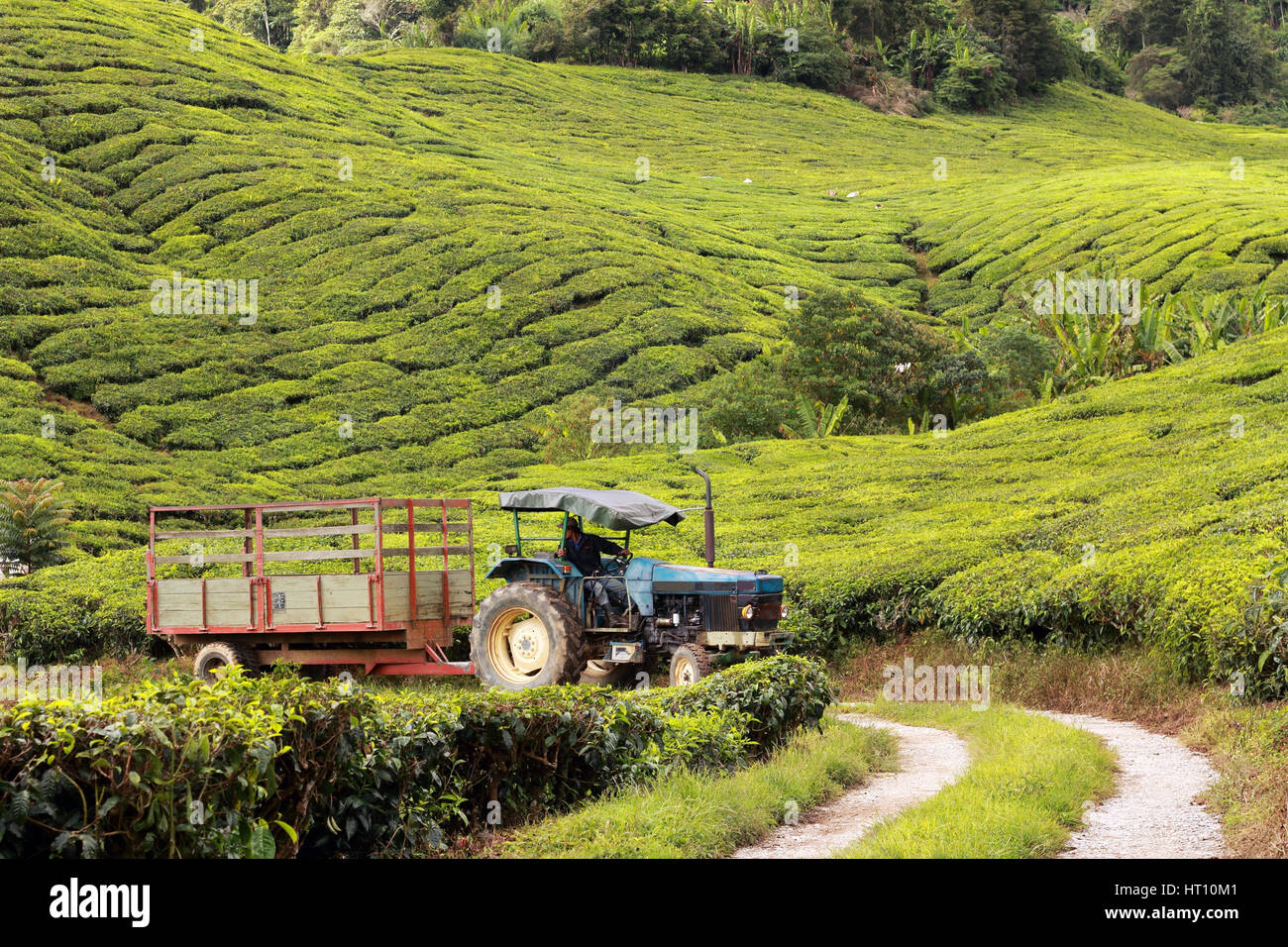 tractor on tea plantation Stock Photo - Alamy