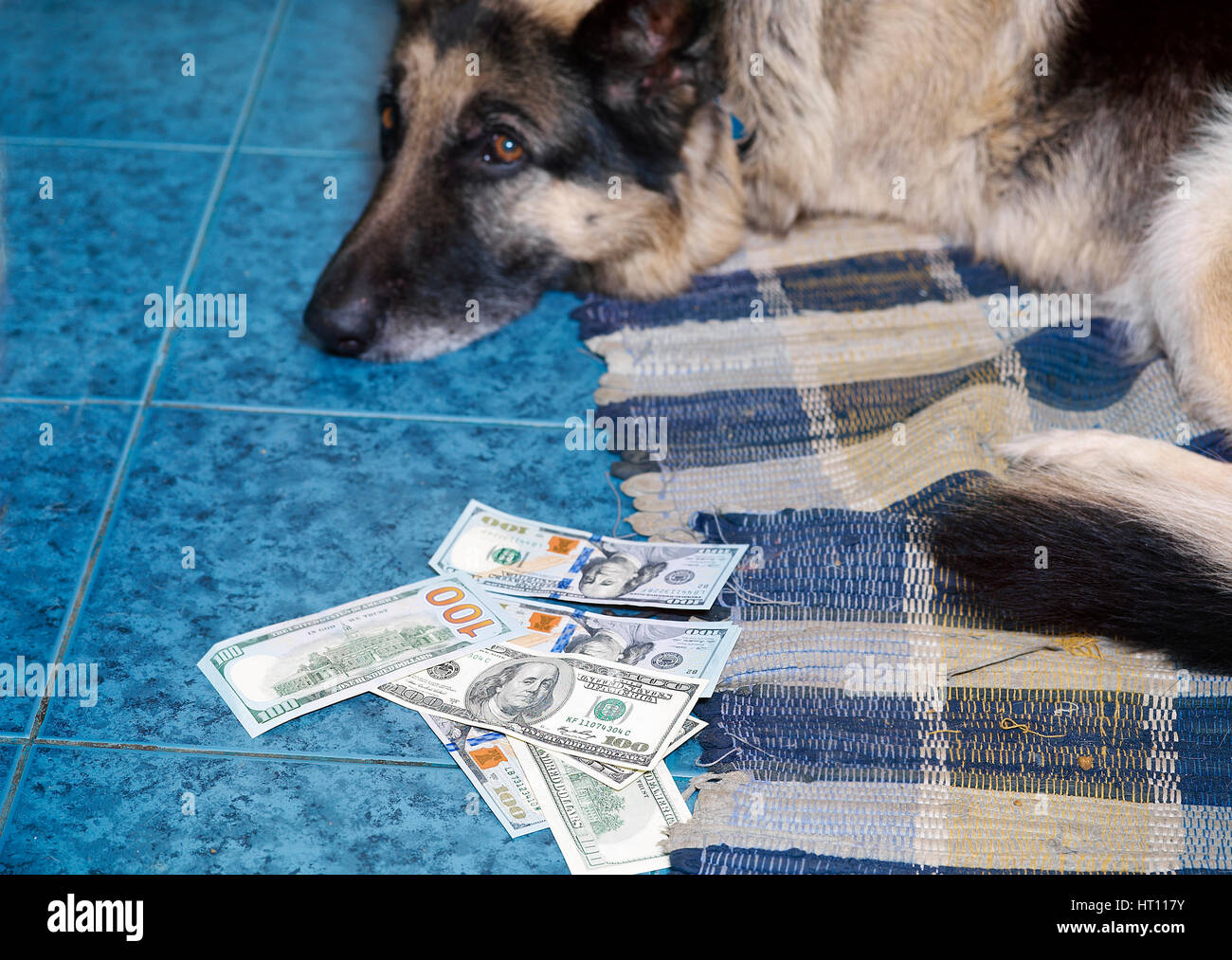 A shepherd dog next to the cash spread out on a tiled floor, concept of ...